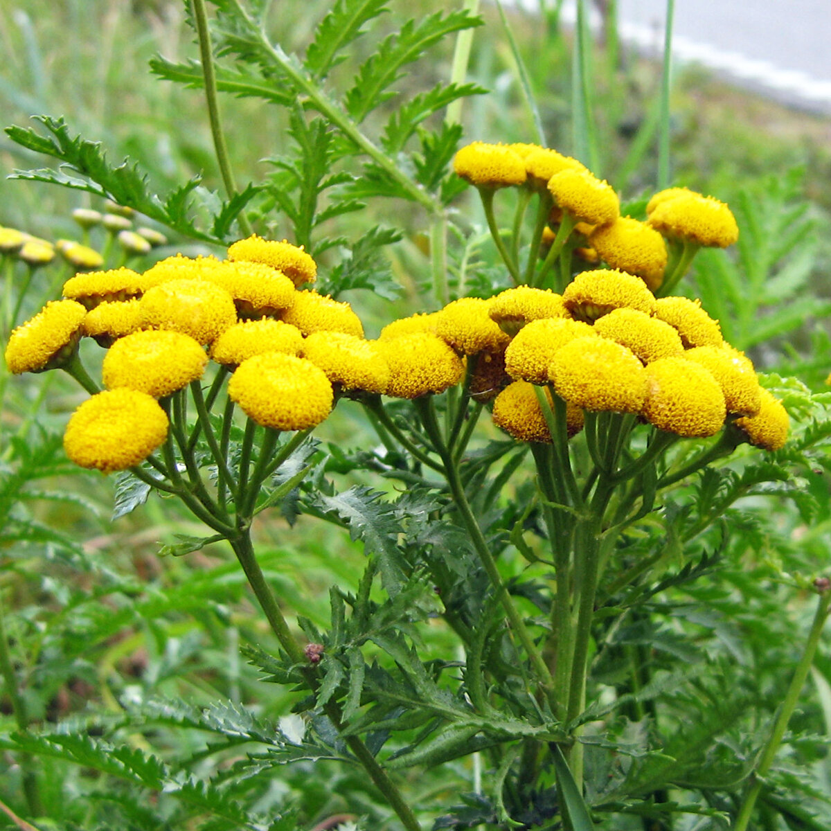 Tanaceto (Tanacetum vulgare) orgánico - aprox. 800 semillas