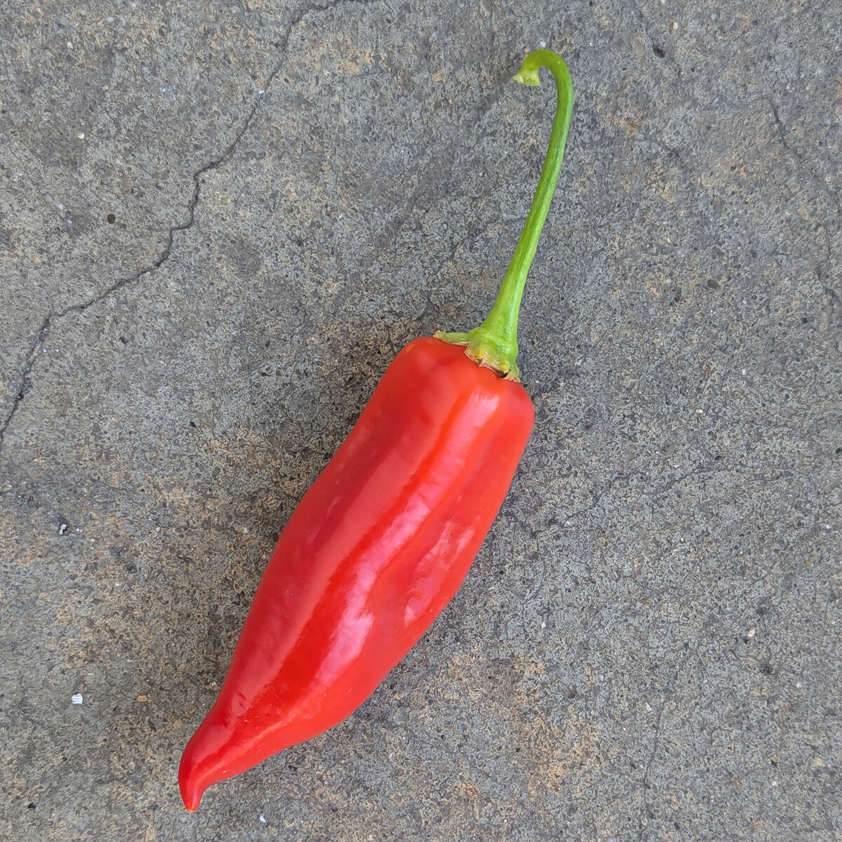 Chilli Pepper 'Aji Delight' (Capsicum baccatum) organic seeds