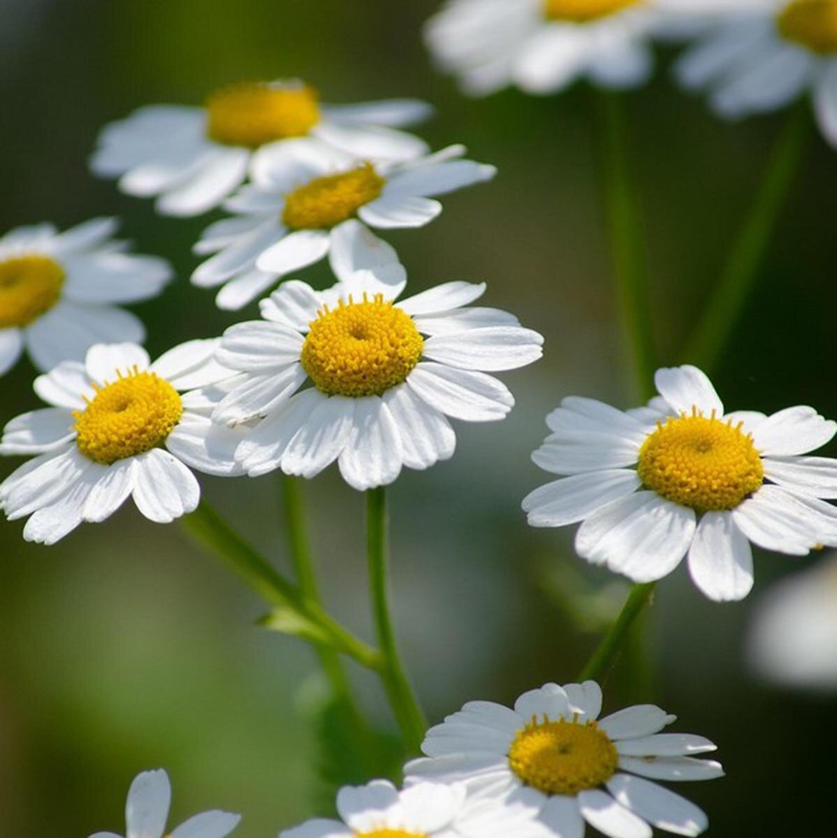Hierba de Santa María (Tanacetum parthenium) orgánica semillas