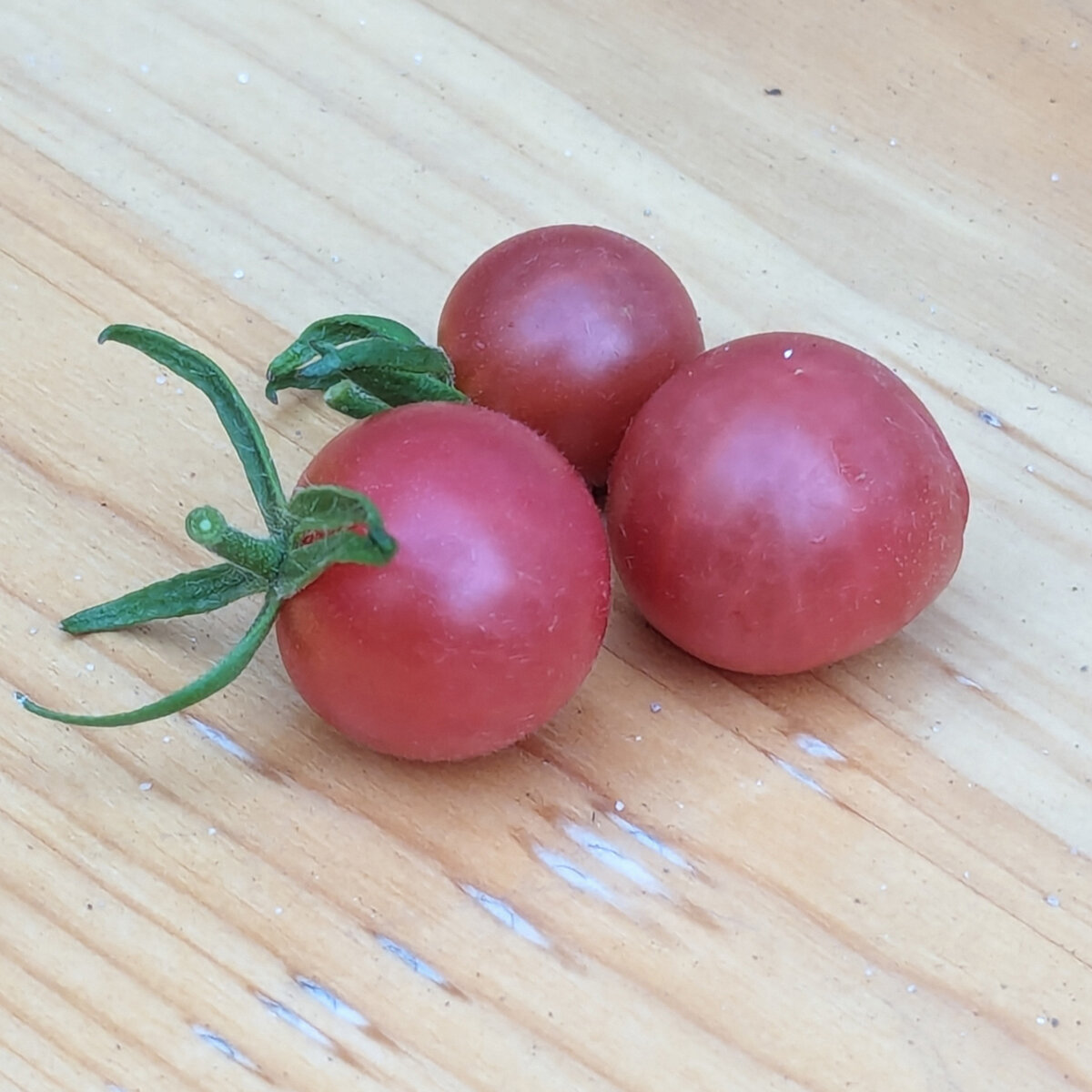 Tomate silvestre rosado (Solanum pimpinellifolium) semillas