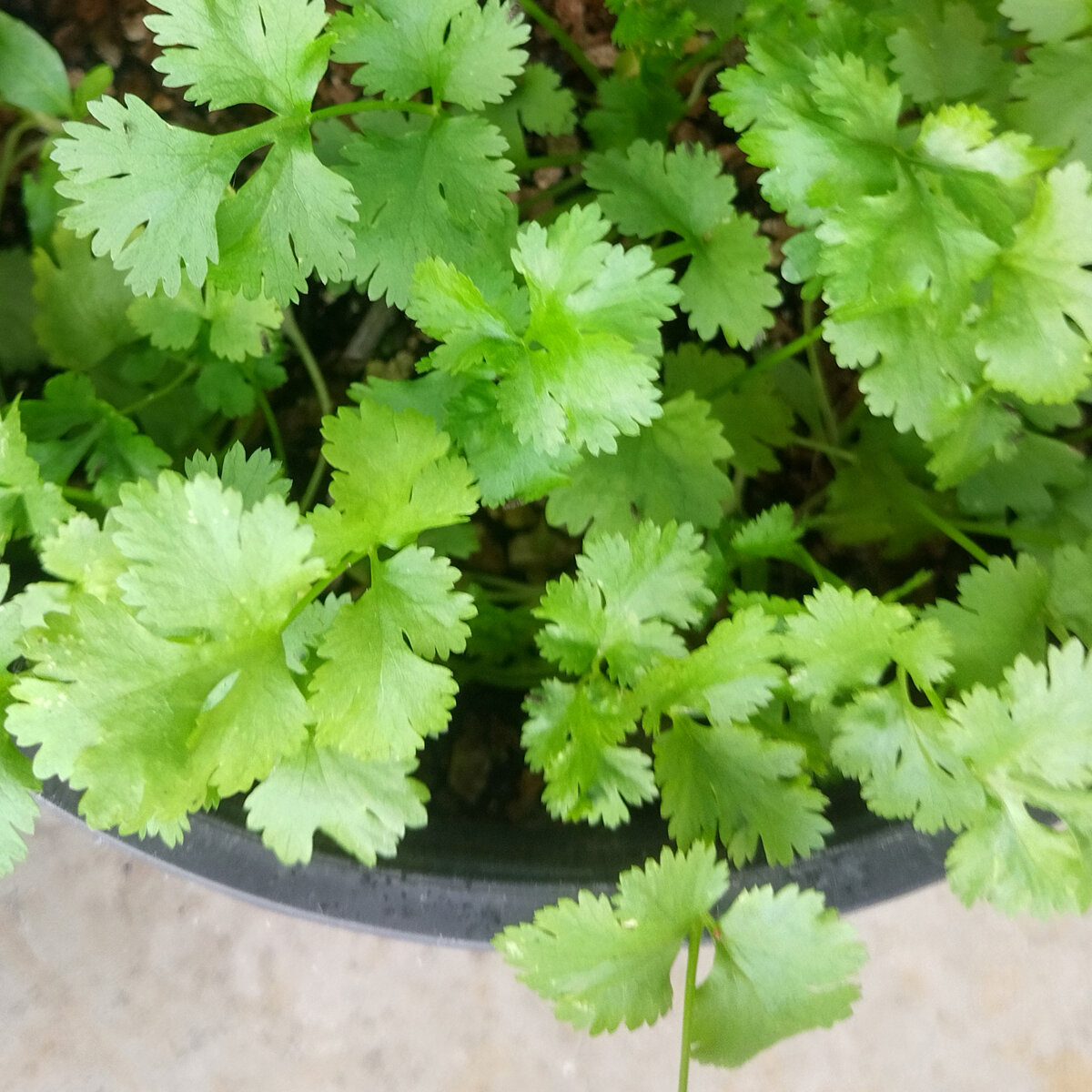Cilantro 'Caribe' (Coriandrum sativum) orgánico semillas