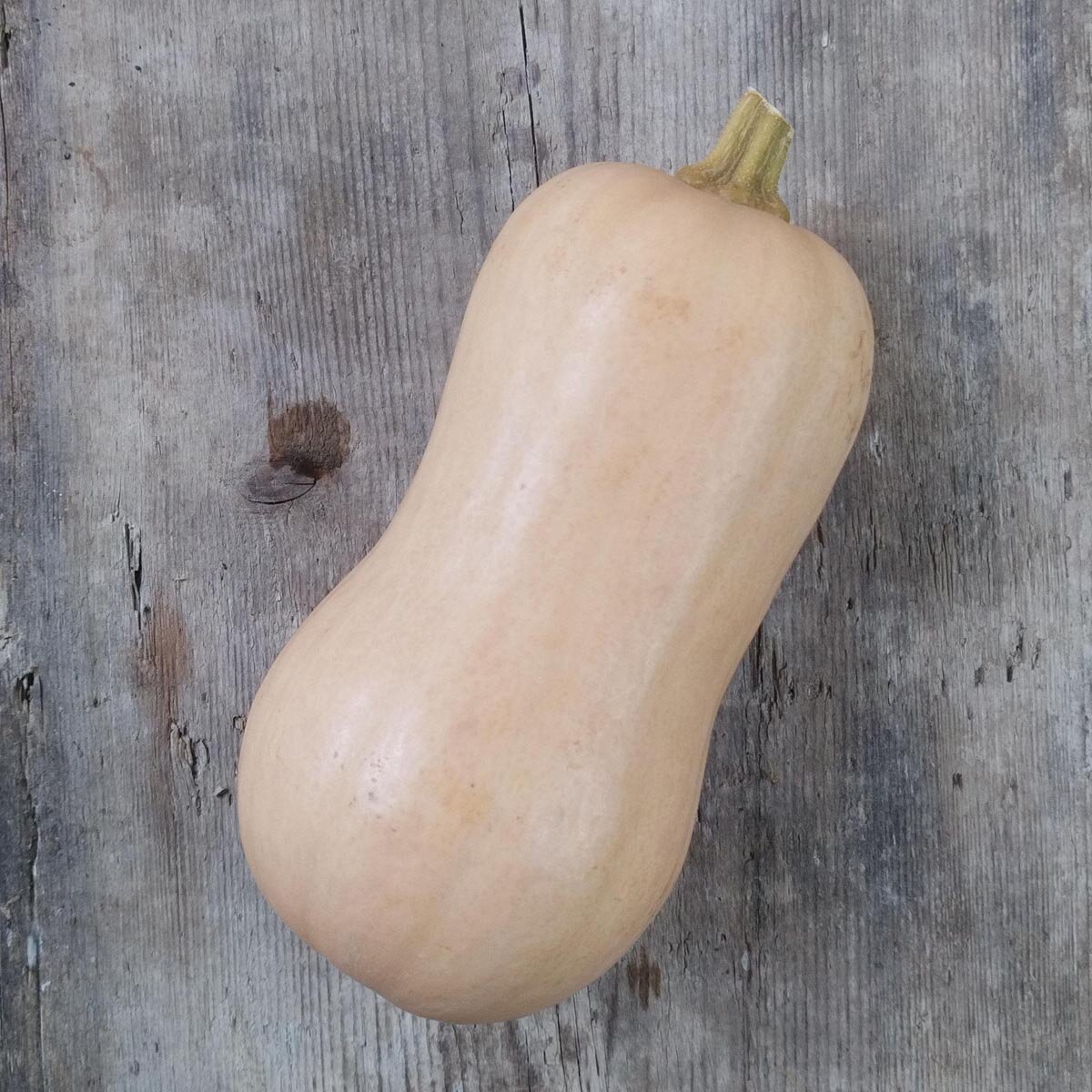 Calabaza Anquito Butternut 'Ponca' (Cucurbita moschata) orgánica semillas