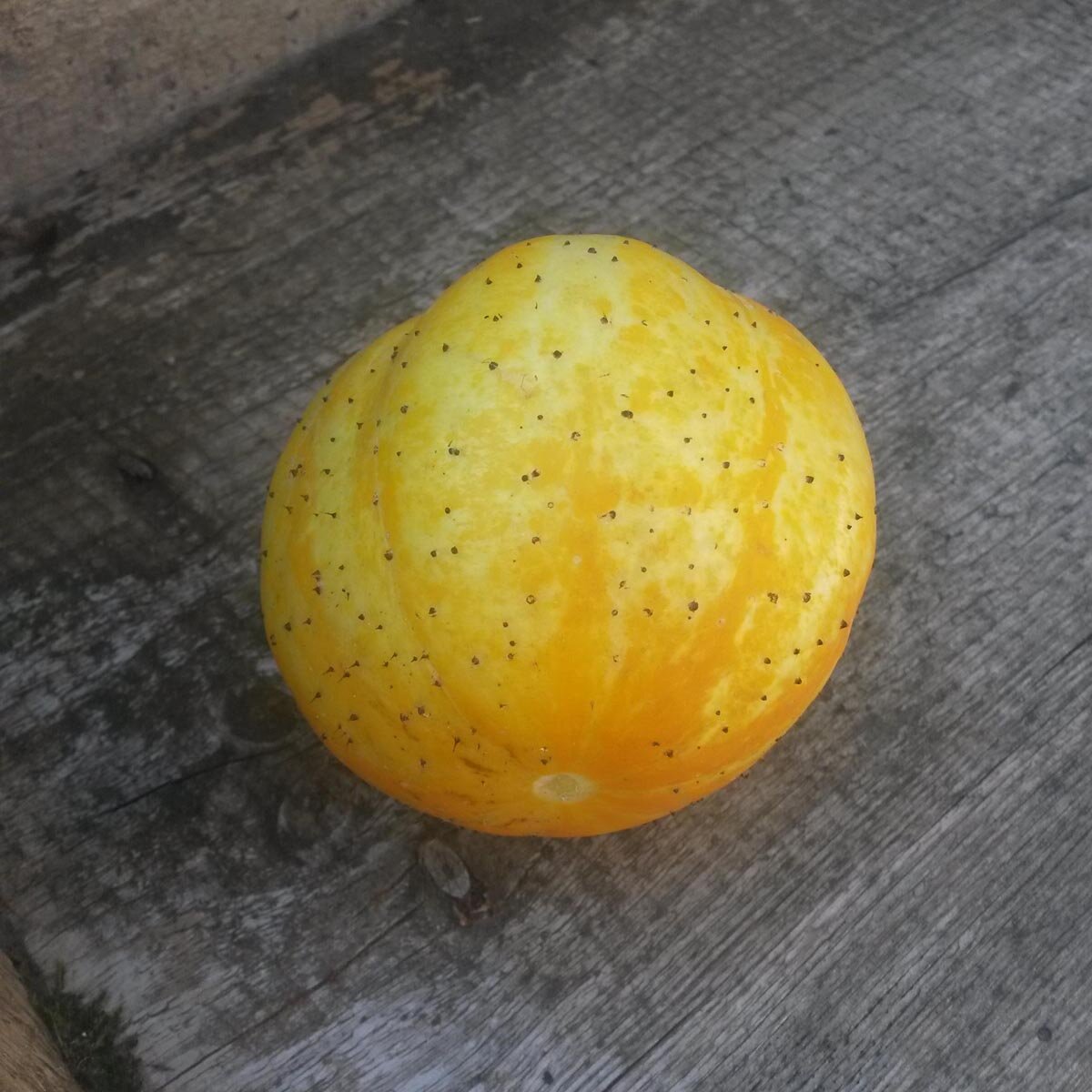 Pepino amarillo 'Crystal Lemon' (Cucumis sativus) semillas