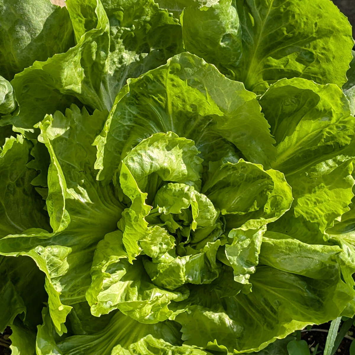 Endivia 'Escarola verde' (Cichorium endivia) semillas