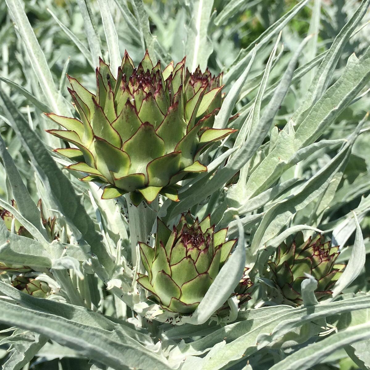 Alcachofa 'Imperial Star' (Cynara scolymus) orgánico semillas