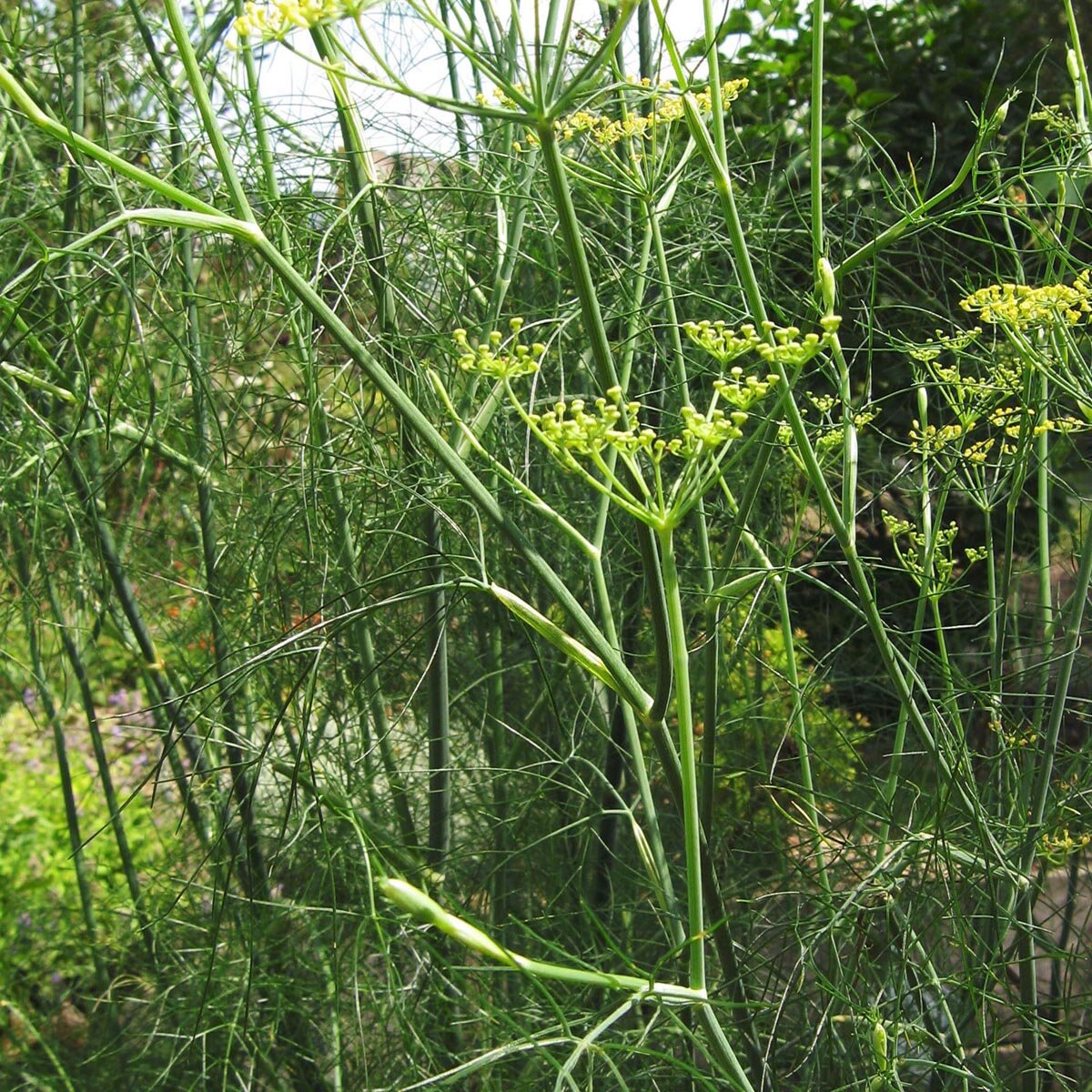 Hinojo dulce 'Dulce' (Foeniculum vulgare) orgánico semillas