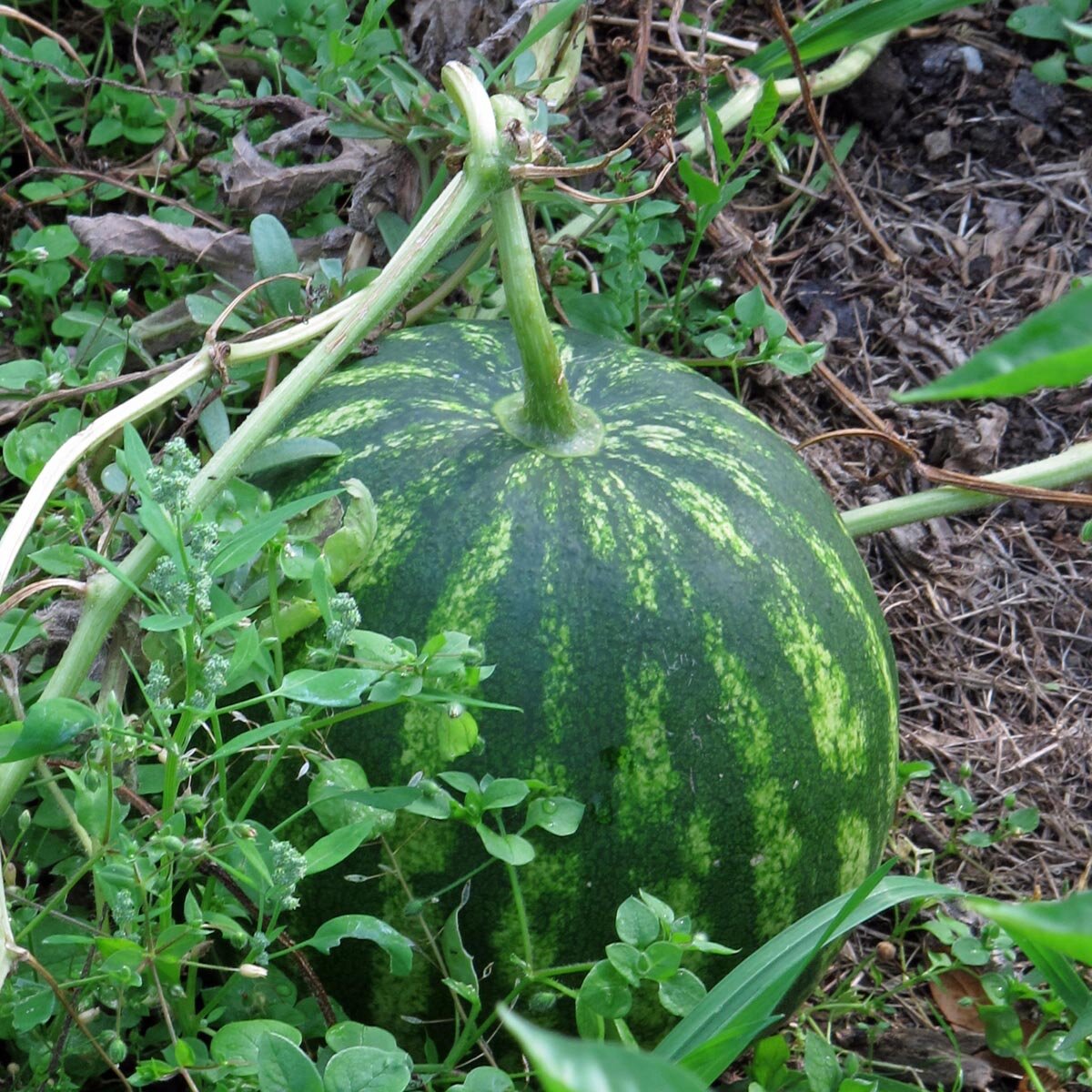 Sandía 'Crimson Sweet' (Citrullus lanatus) orgánico semillas