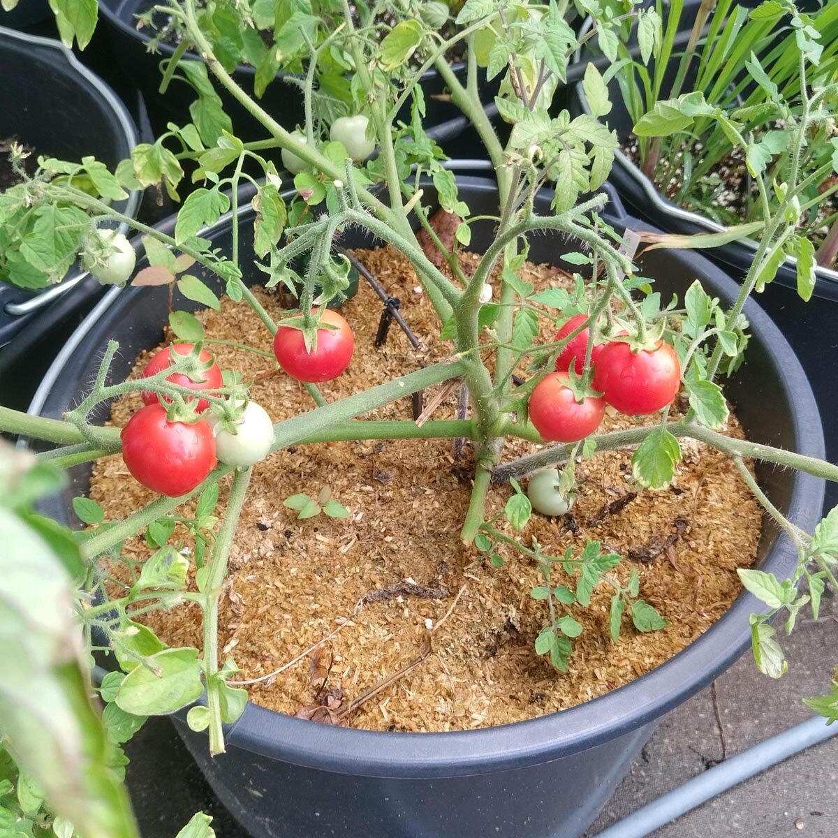 Tomate 'Gartenperle' (Solanum lycopersicum) semillas