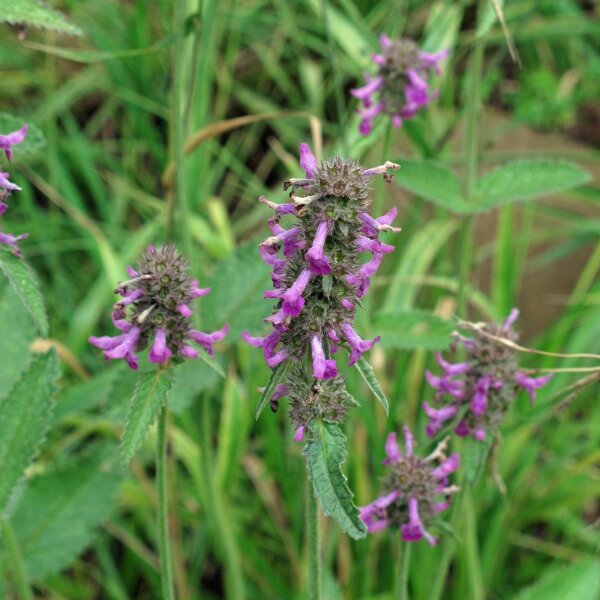 Betónica (Betonica officinalis) orgánica semillas