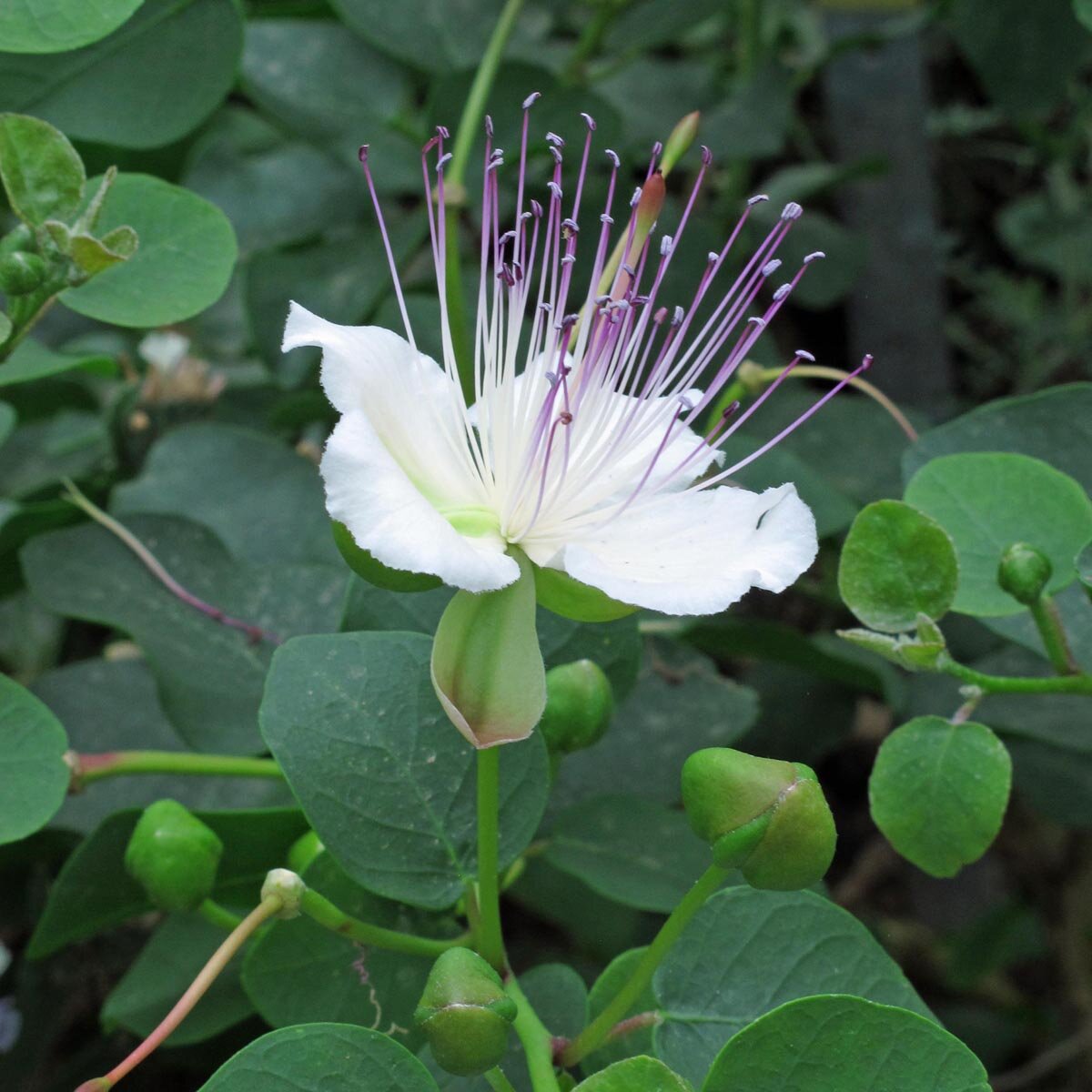 Alcaparra (Capparis spinosa) semillas