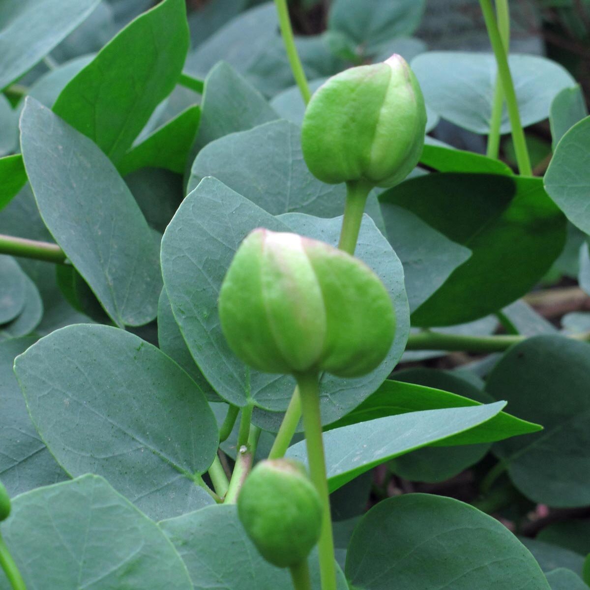 Alcaparra (Capparis spinosa) semillas