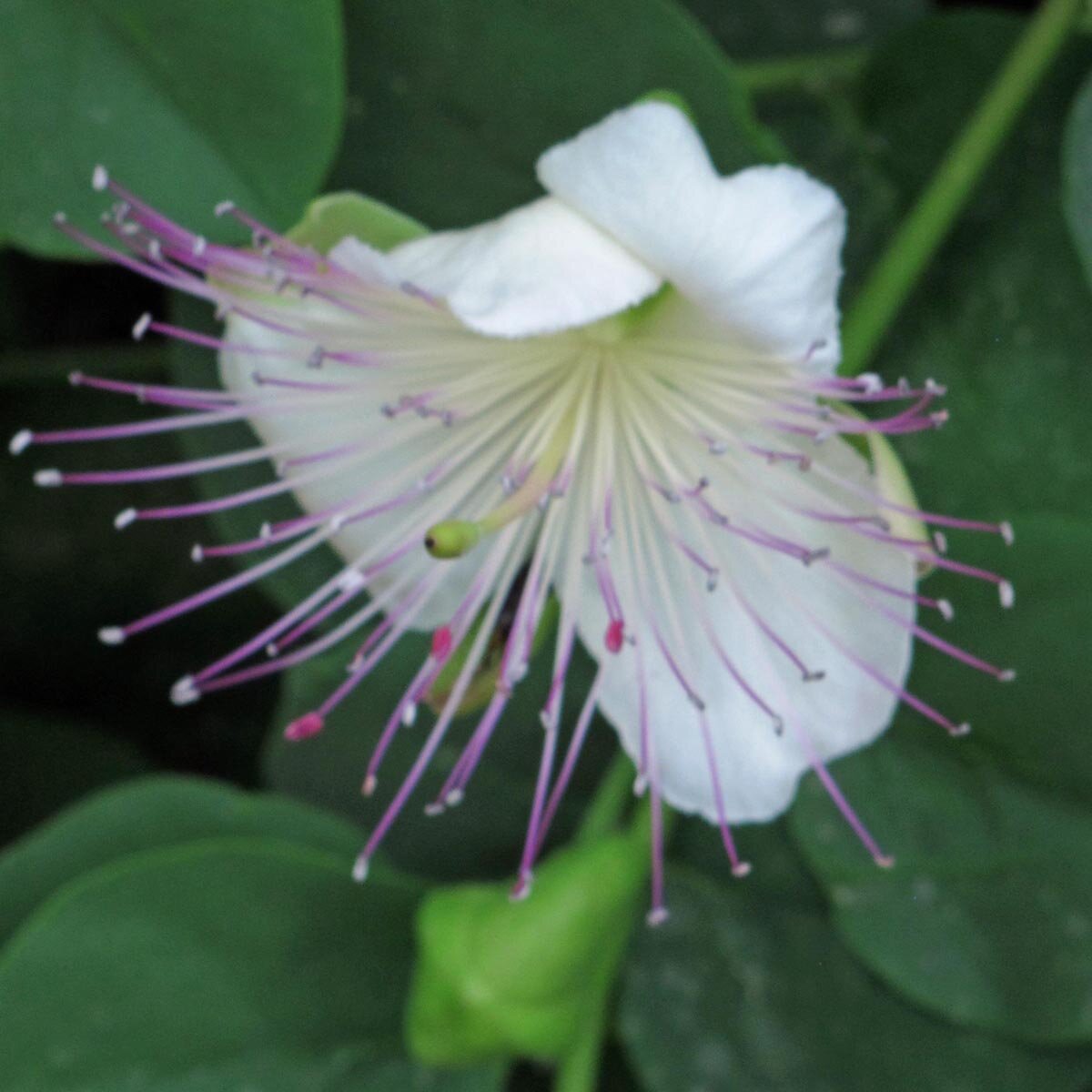Alcaparra (Capparis spinosa) semillas