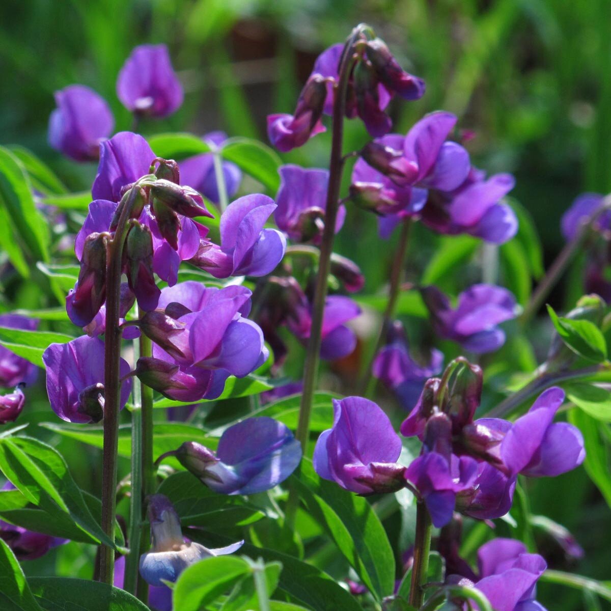 Spring Pea (Lathyrus vernus) - approx. 20 seeds