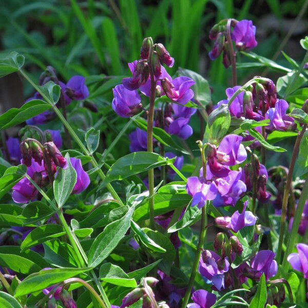 Spring Pea (Lathyrus vernus) - approx. 20 seeds