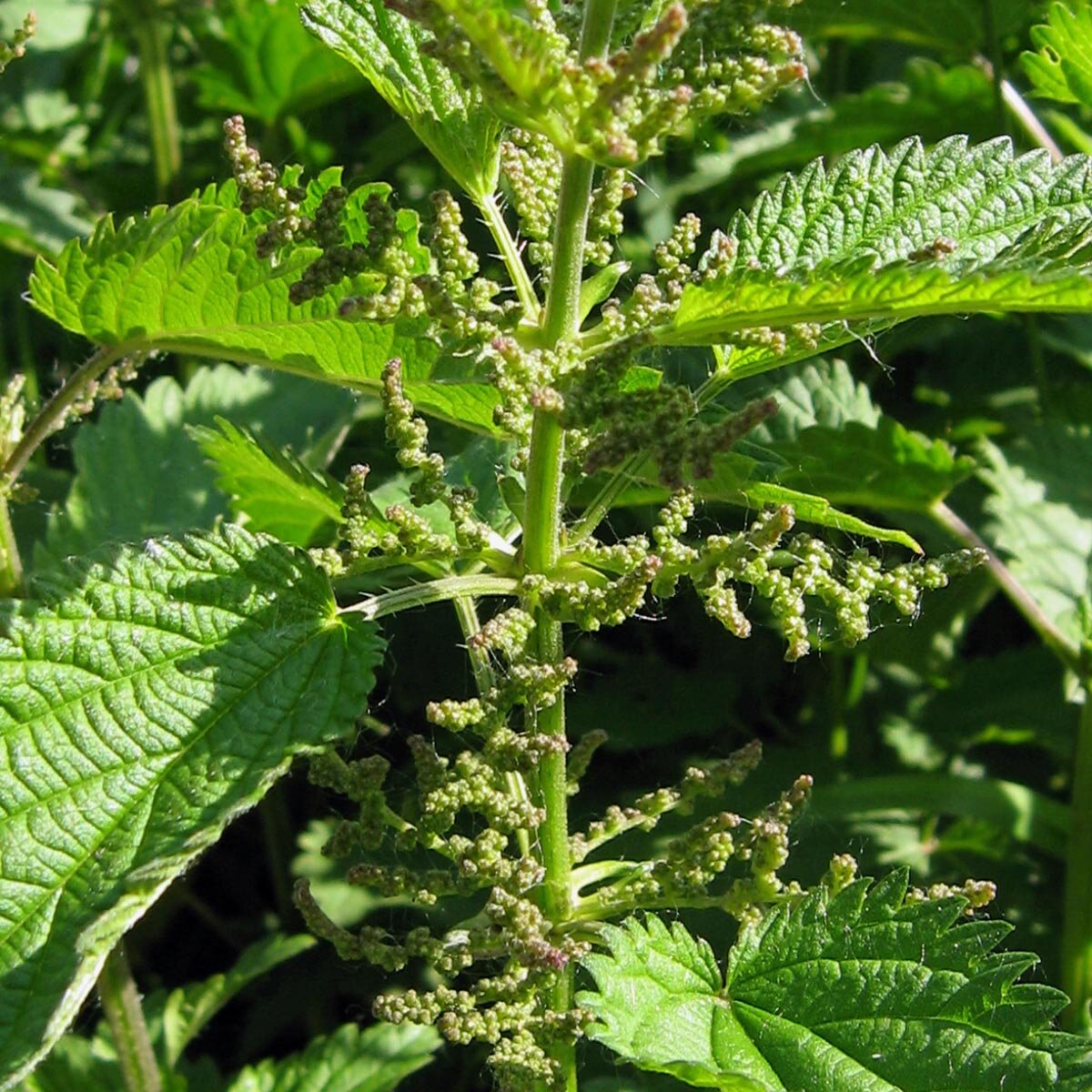 Ortiga mayor (urtica dioica) orgánica semillas