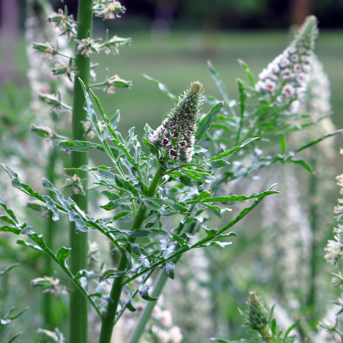 Reseda blanca (Reseda alba) orgánica semillas