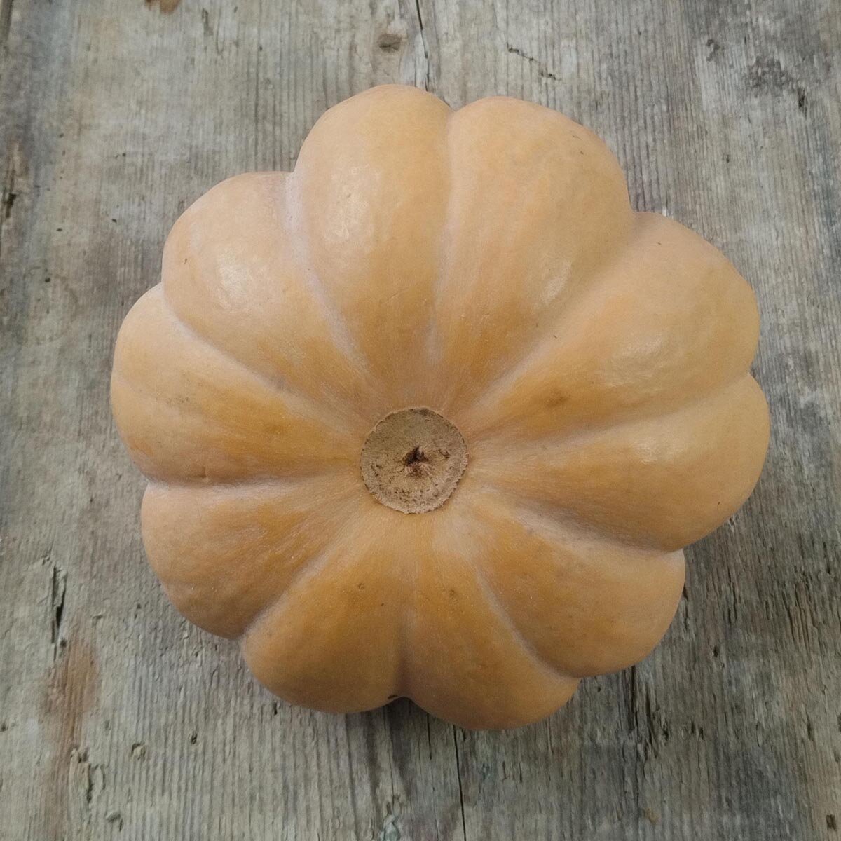 Calabaza moscada 'Musquée de Provence' (Cucurbita moschata) orgánico ...