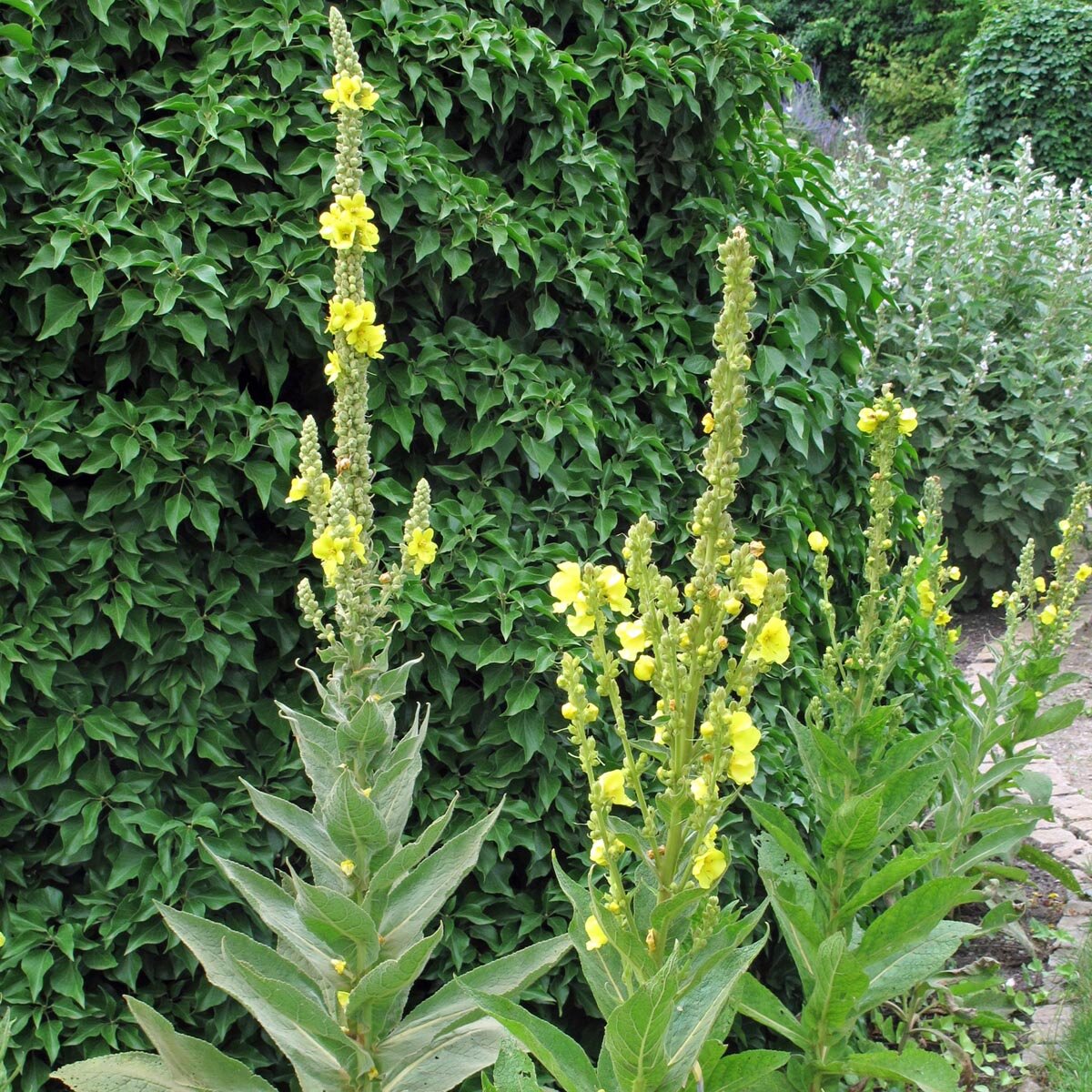 Verbasco, gordolobo (Verbascum densiflorum) orgánico semillas