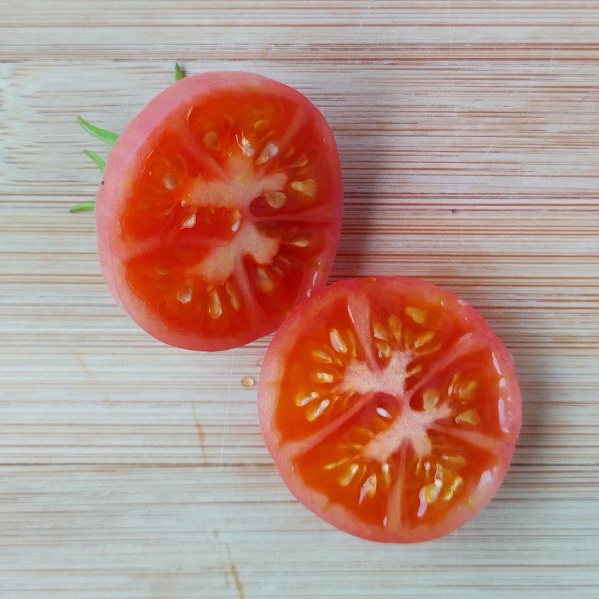 Tomate silvestre de Humboldt (Solanum pimpinellifolium var. humboldtii ...