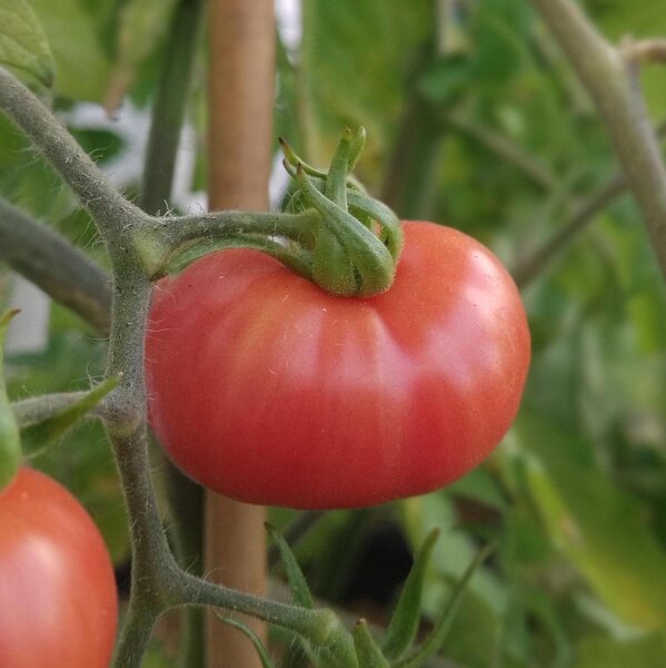 Tomate silvestre de Humboldt (Solanum pimpinellifolium var. humboldtii ...