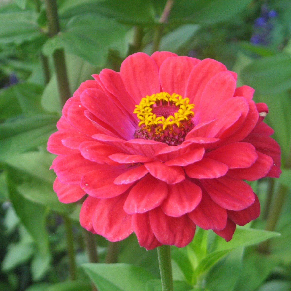 Zinia 'Dwarf Mix' (Zinnia elegans) orgánica semillas