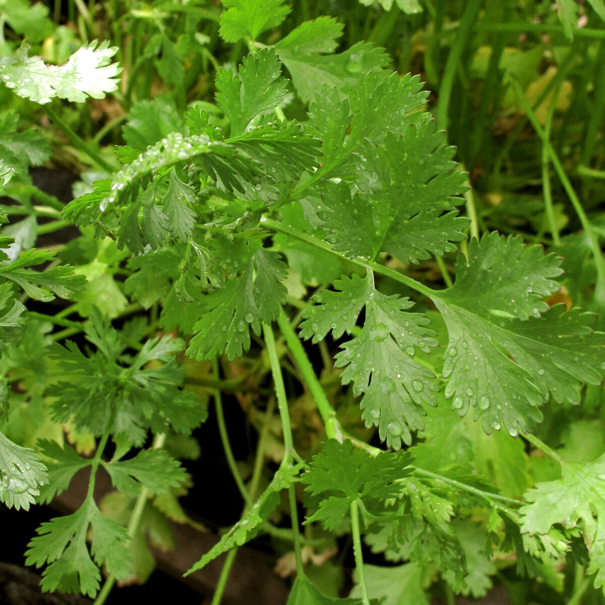 Cilantro de limón 'Dwarf Lemon' (Coriandrum sativum) orgánico semillas