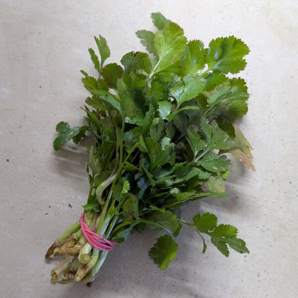 Cilantro de limón 'Dwarf Lemon' (Coriandrum sativum) orgánico semillas