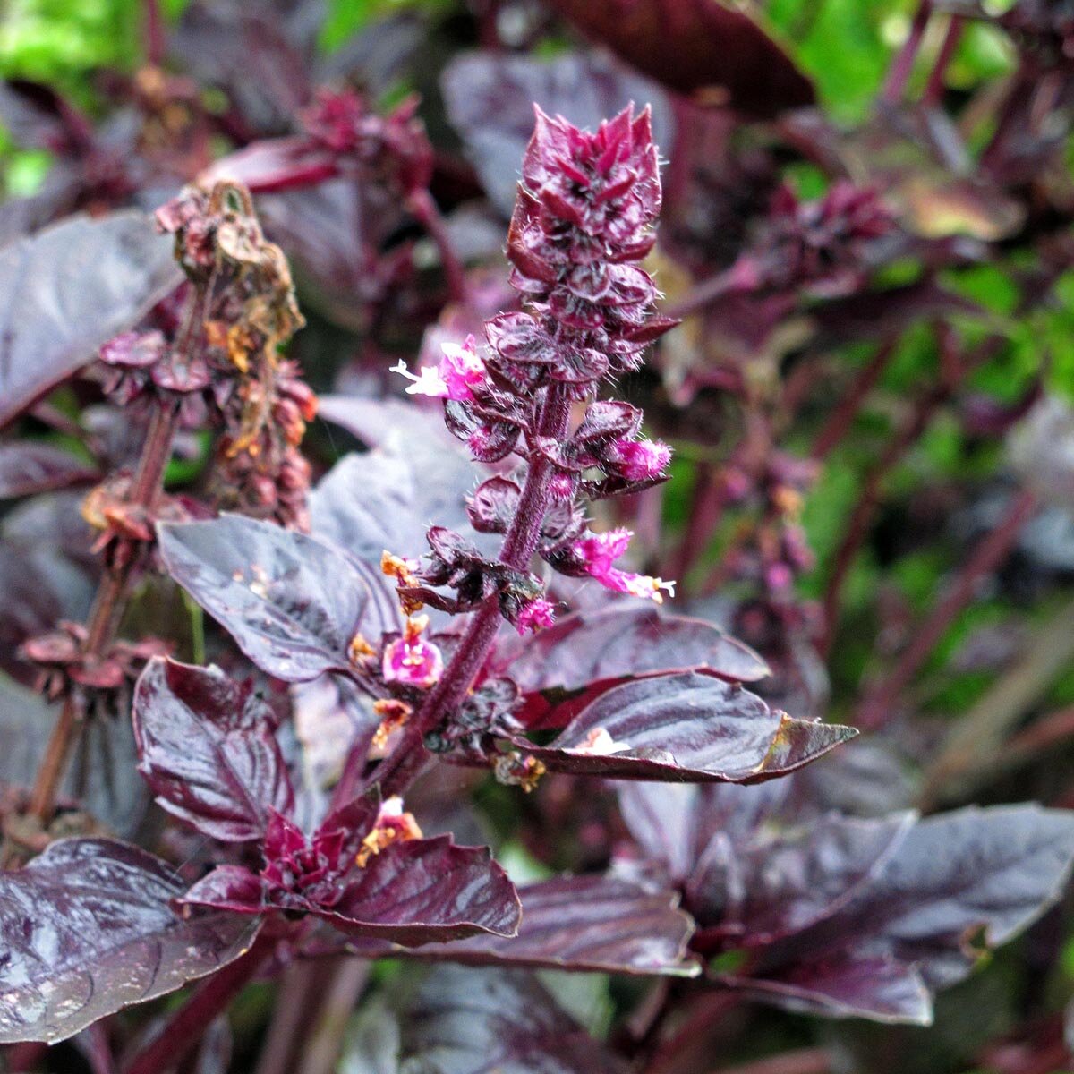 Albahaca morada (Ocimum basilicum) orgánica semillas