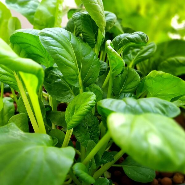 Repollo chino / Pak Choi / Bok Choy 'Tai Sai' (Brassica rapa, subsp ...
