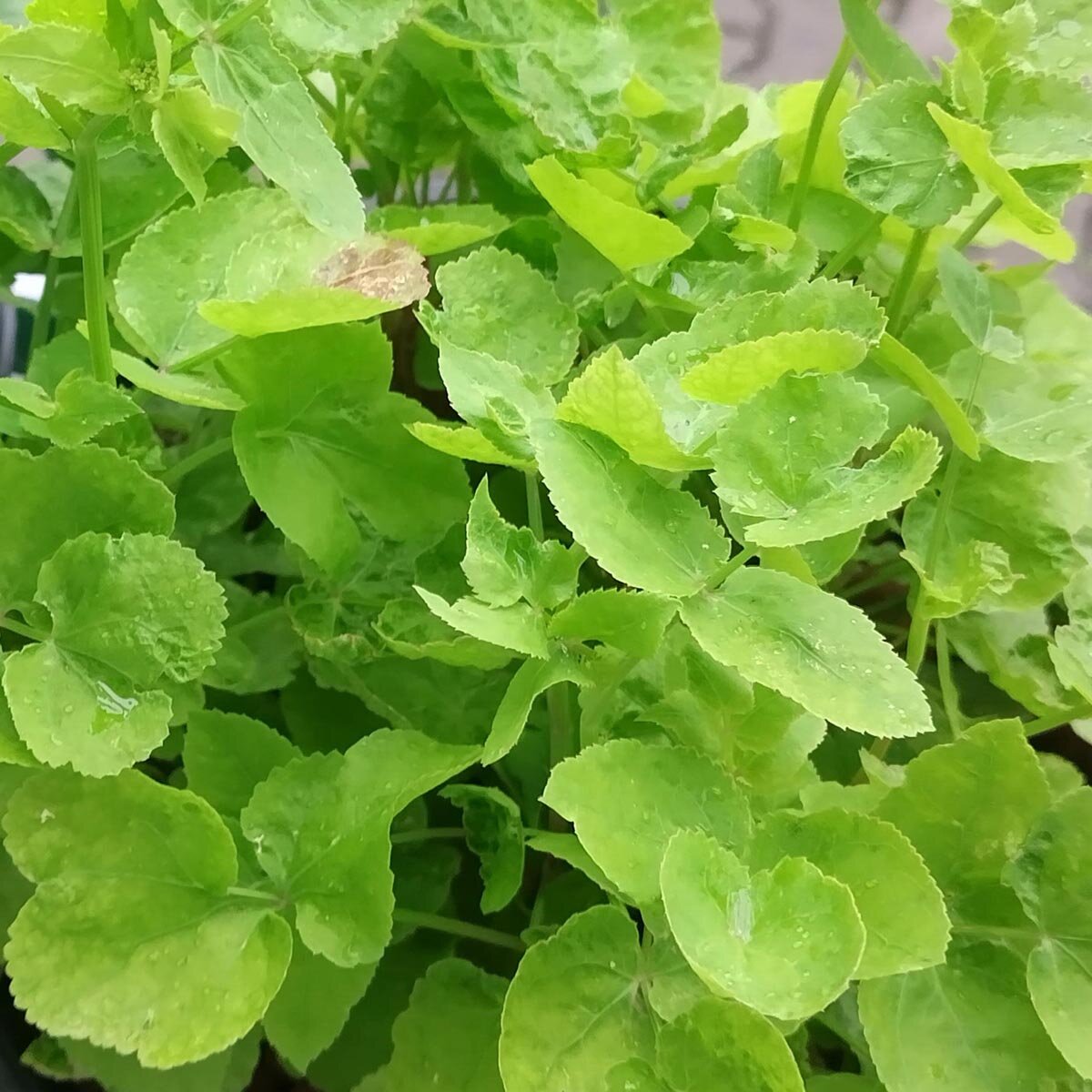 Escaravía/ sisaro (Sium sisarum) orgánico semillas