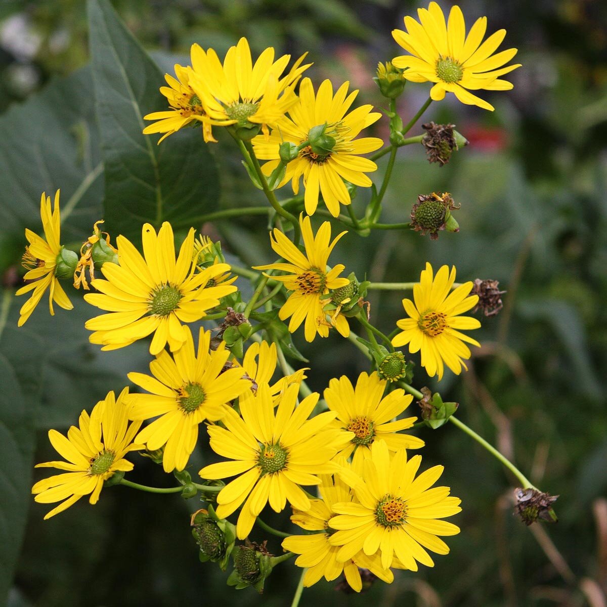 Silfio perfoliado (Silphium perfoliatum) semillas ecológicas